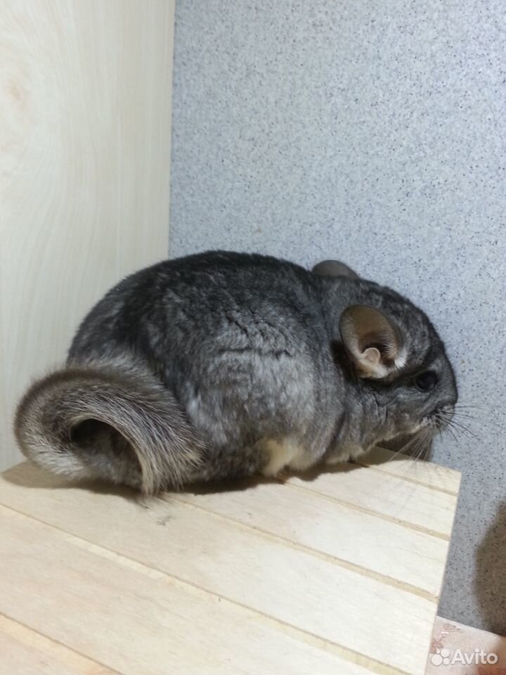 Шиншиллята стандартные серые