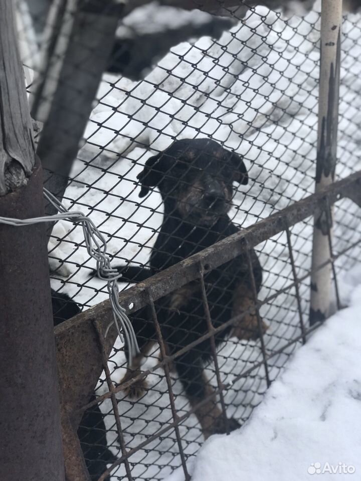 Продам ягдтерьера