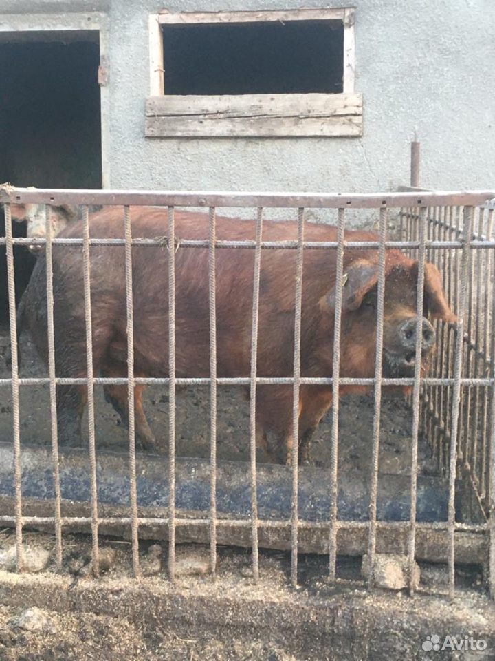 Продаётся племенной хряк Дюрюк,возраст 1,5года