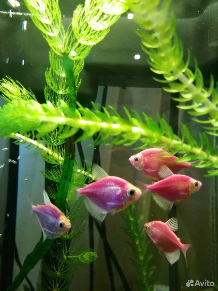 Рыбки Тернеция