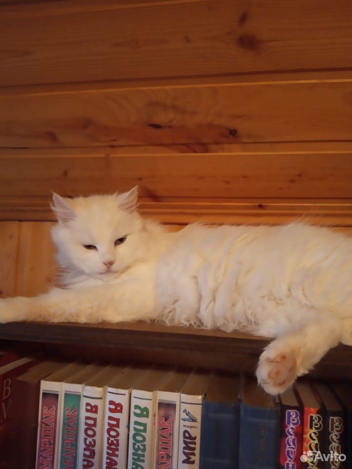 Белая ангора