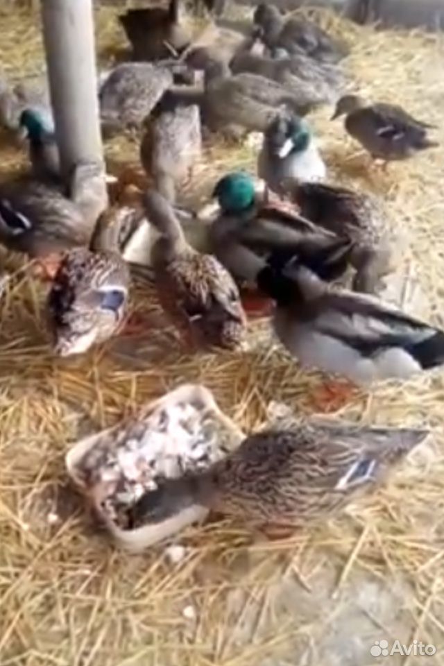 Подсадные утки (кряква)
