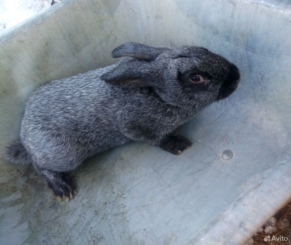 Чистокровные кролики Полтавское (советское серебро