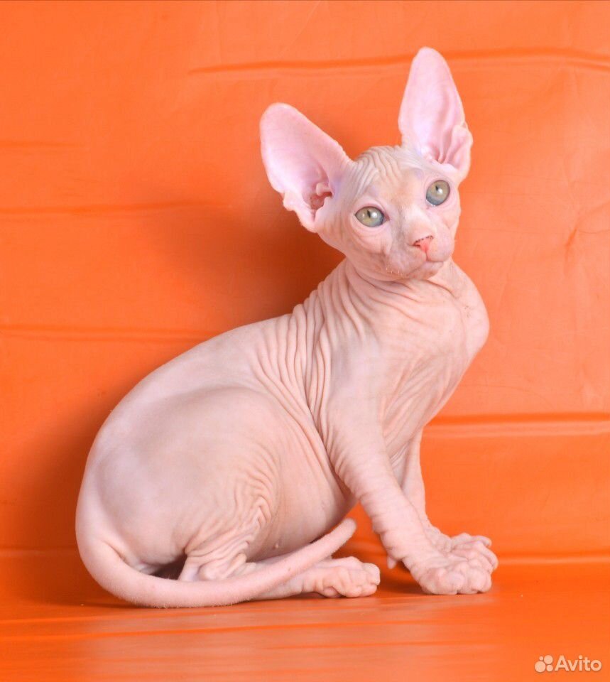 Девочка канадочка