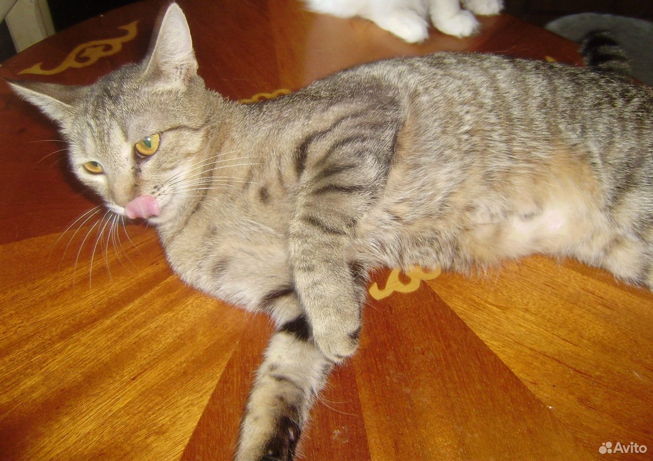 Ростов-на-Дону Маргаритка,Тюльпаша ищет дом