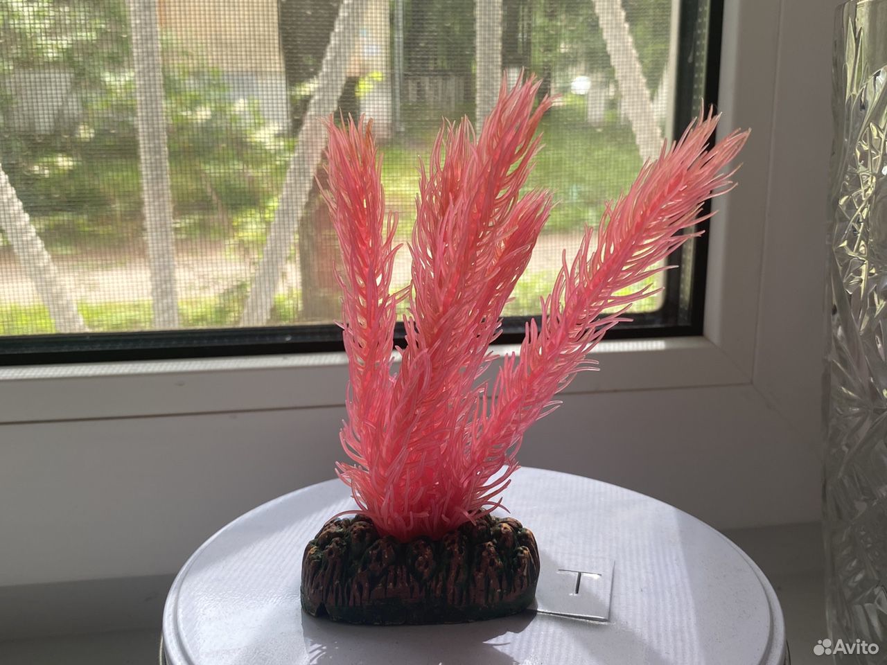 Водоросли для аквариума