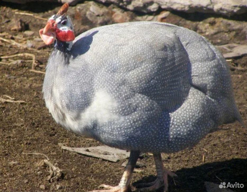 Семья молодых Голубых Цесарок(Обмен)
