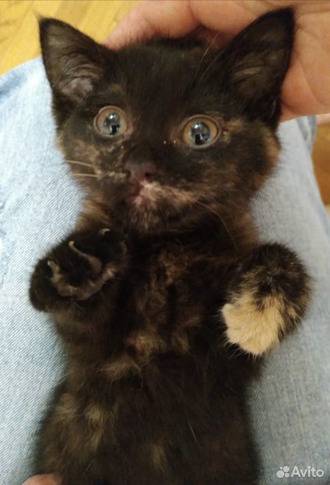 Котёнок Джессика 1,5 месяца в добрые руки