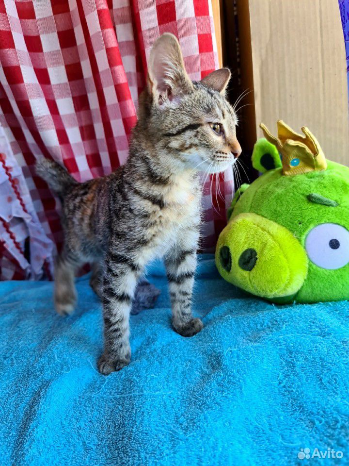 Котенок девочка тигра в добрые руки