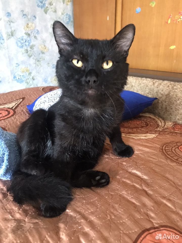 Кот Тишка