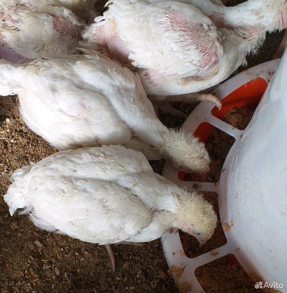 Бройлеры кросс (28дней)