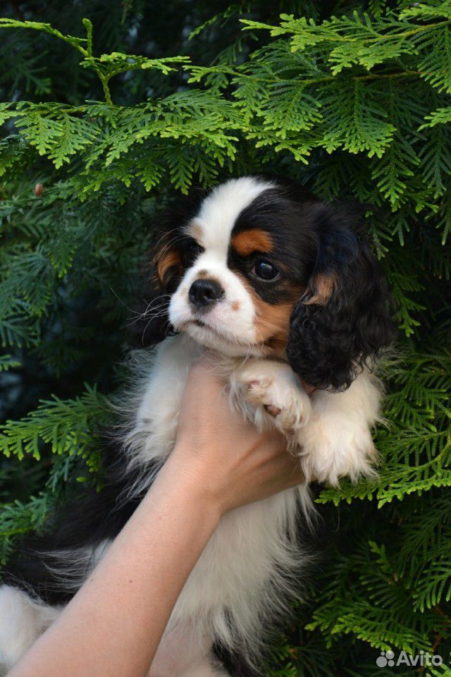 Чудо собака Кавалер - Каспер