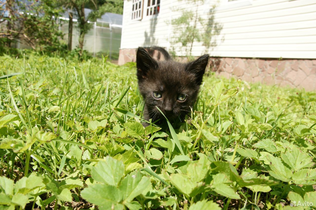 Отдам котенка в любящие руки