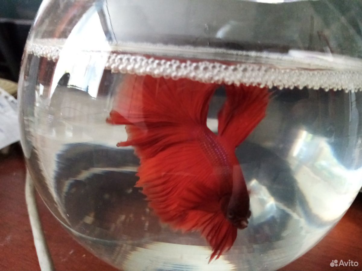 Рабка петушок халфмун