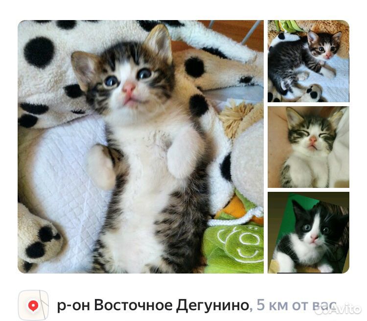 Котёнок нужны хорошие руки