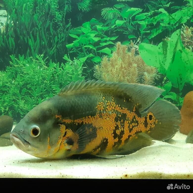 Астронотус