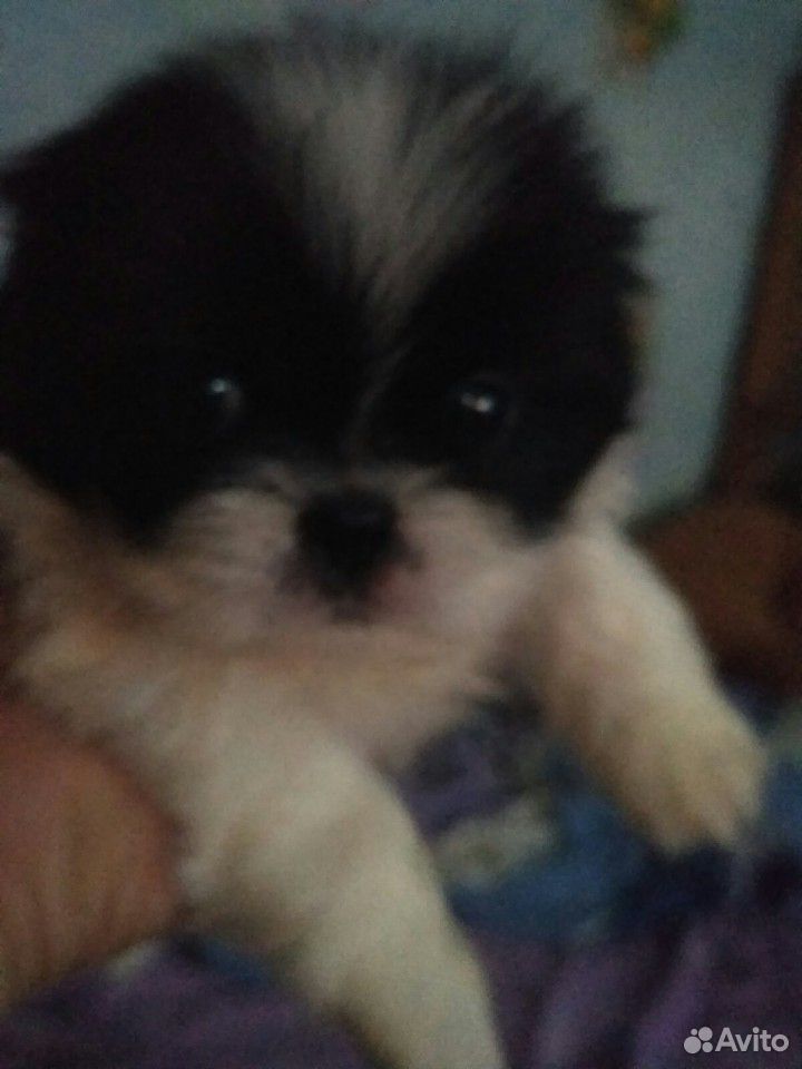 Японский хин,две девочки