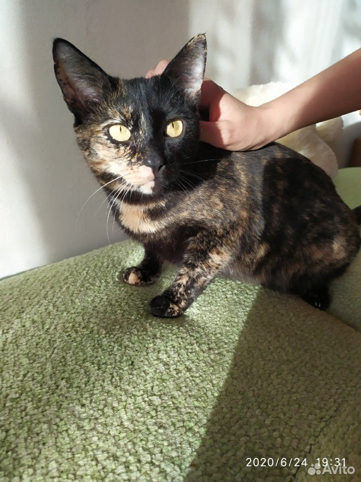 Кошка