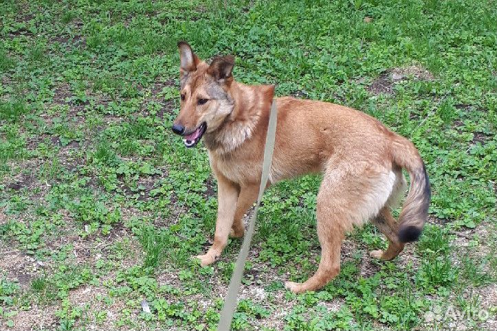 Фокс ищет дом