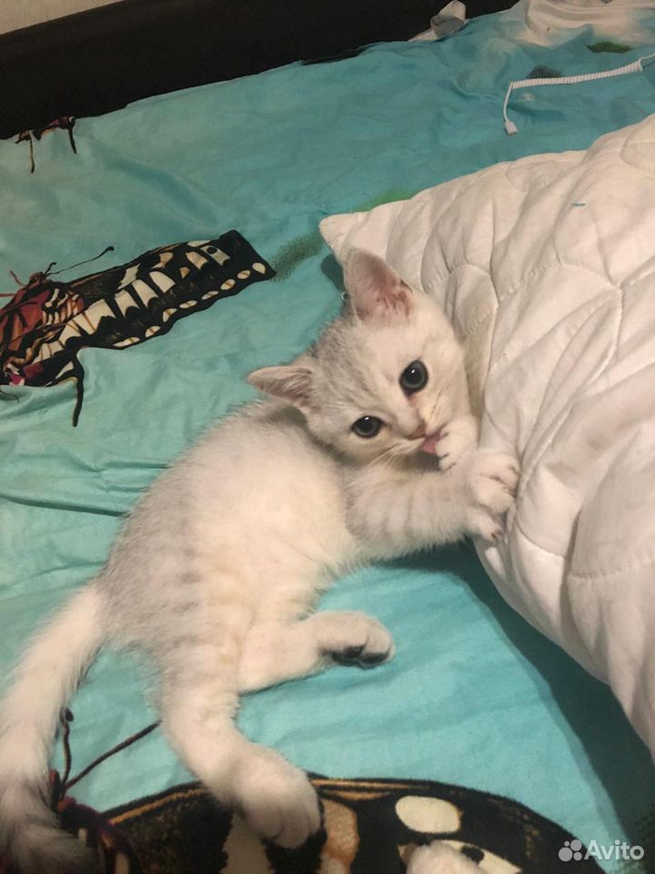 Британские котята