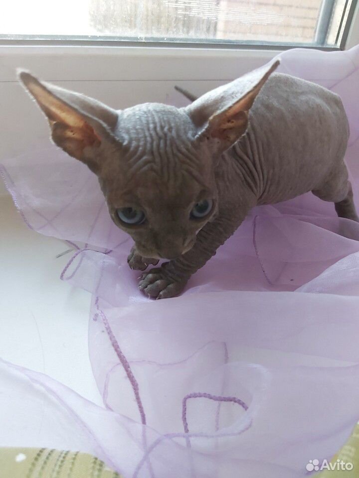 Канадский сфинкс