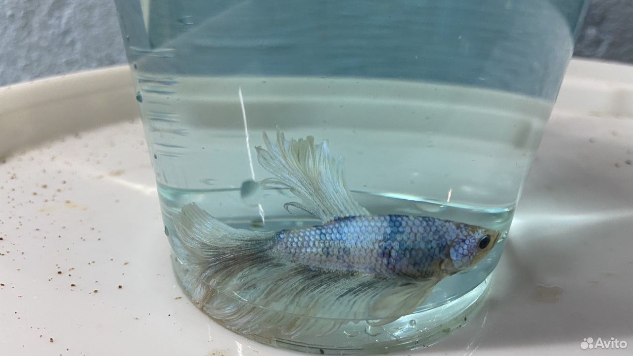 Петушок супердельта жемчужный далматин