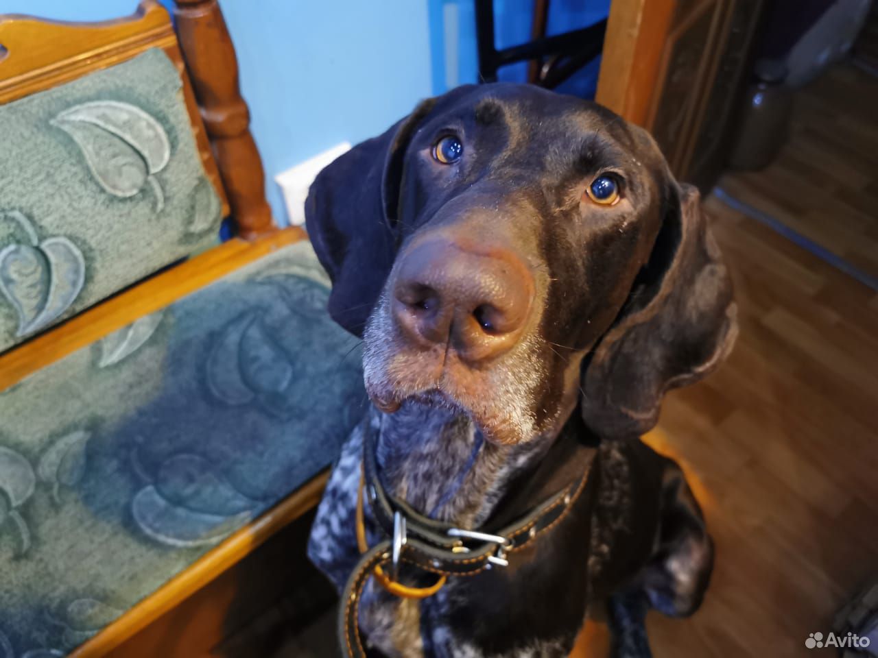 Курцхаар кобель для вязки