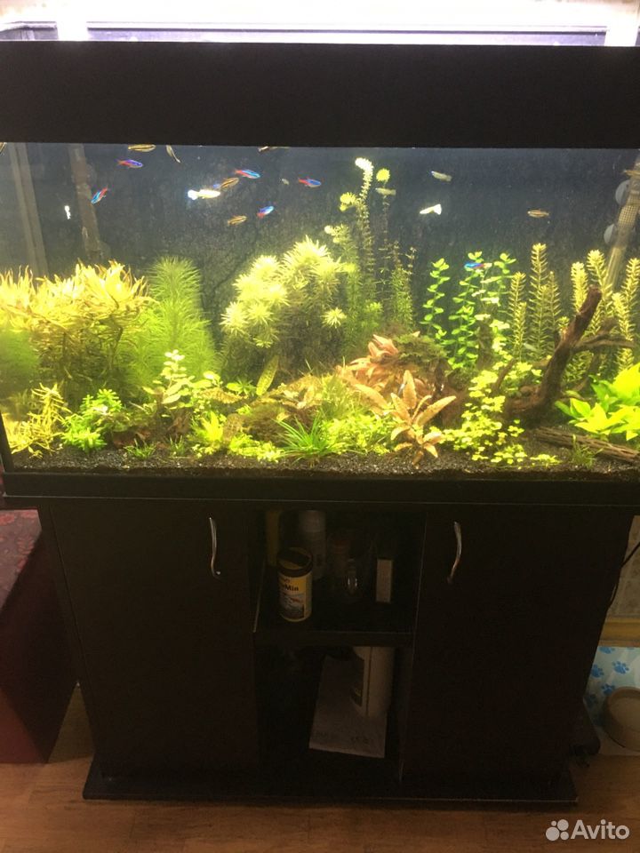 Аквариум оборудование рыбы