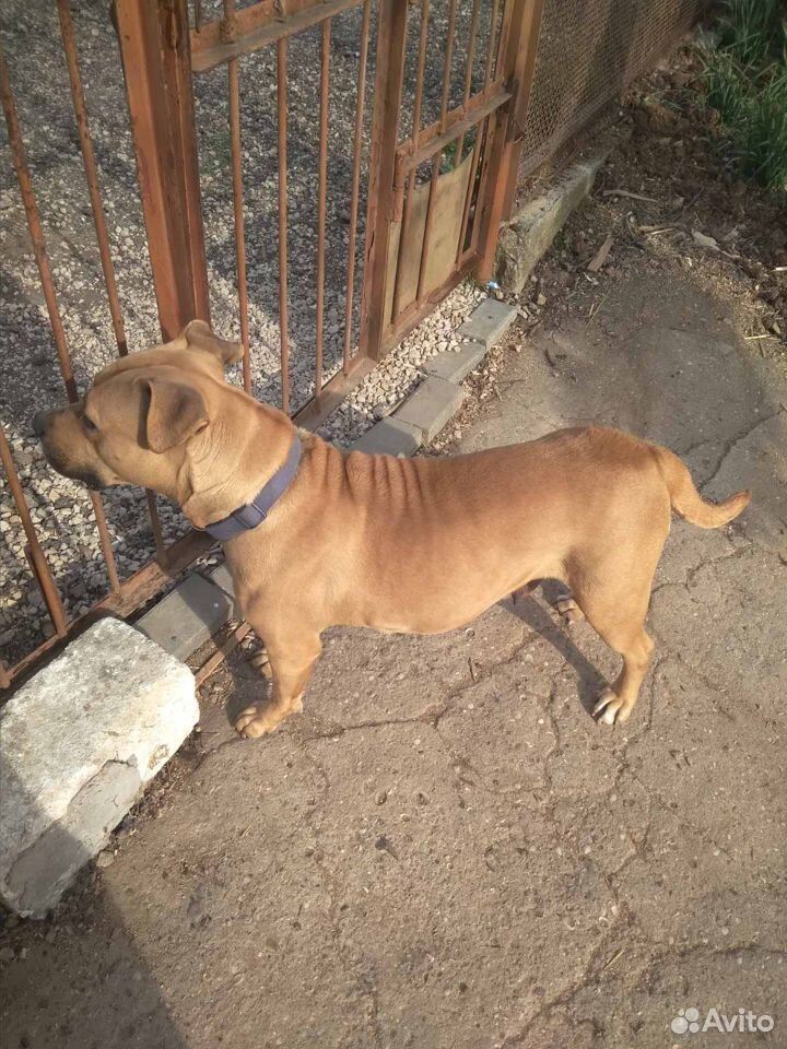 Щенки ам.стафа