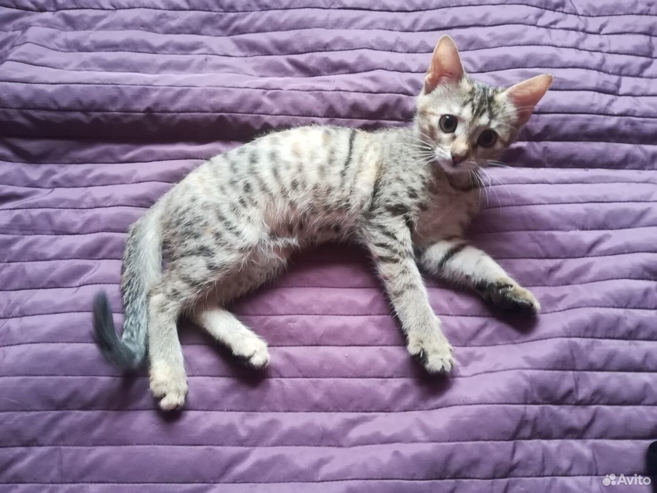 Котенок ищет семью. Котёнок возраст 3-4 месяца, де