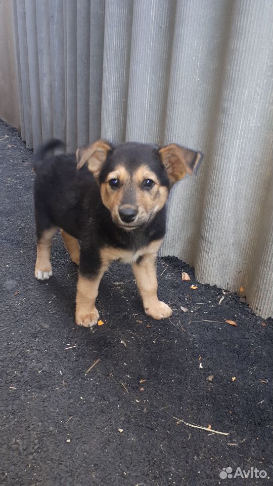 Продам щенка