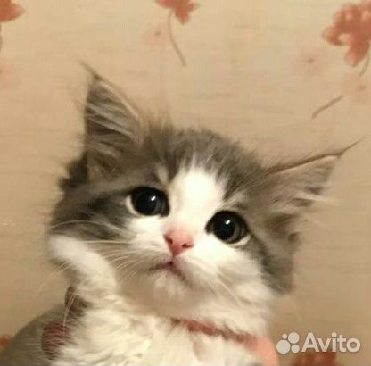 Спокойная, ласковая девочка, 3 месяца