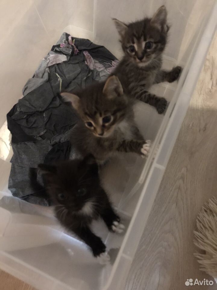 3 маленьких котёнка