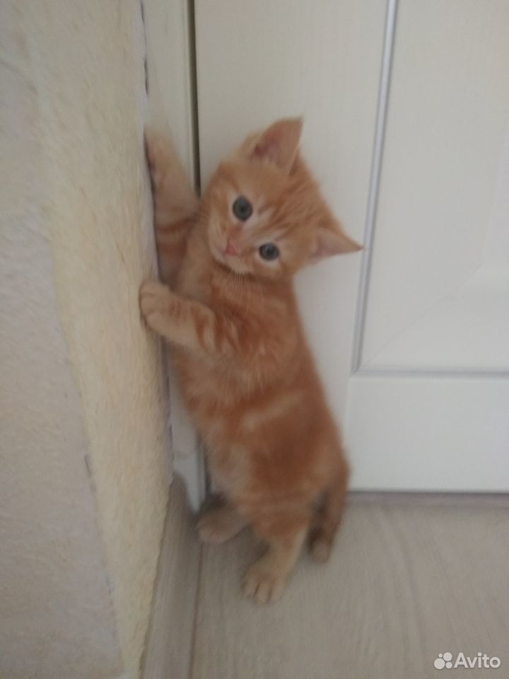 Котенок Софи ищет дом