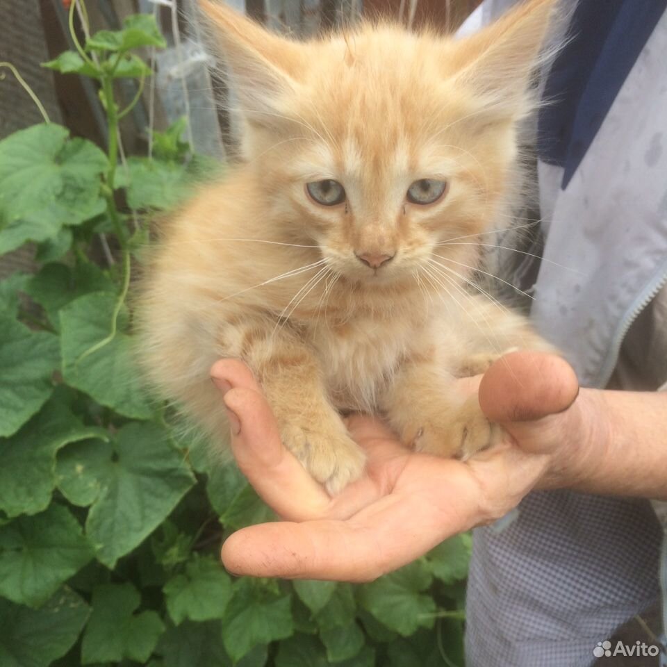 Котёнок