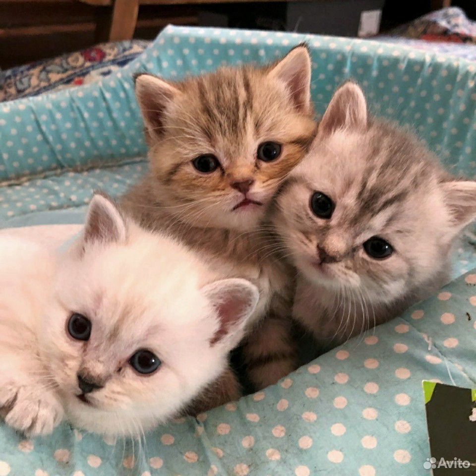 Шотландская