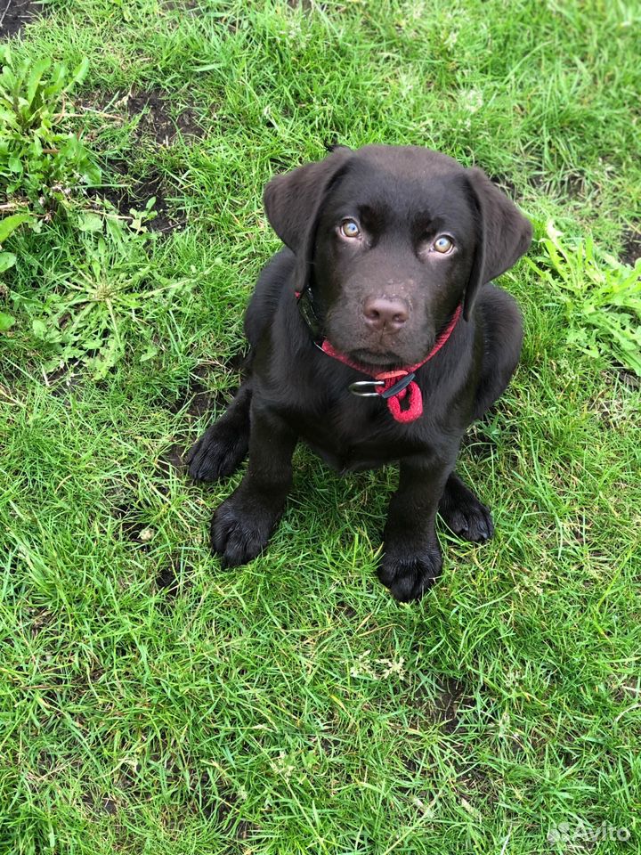 Лабрадор шоколадный РКФ