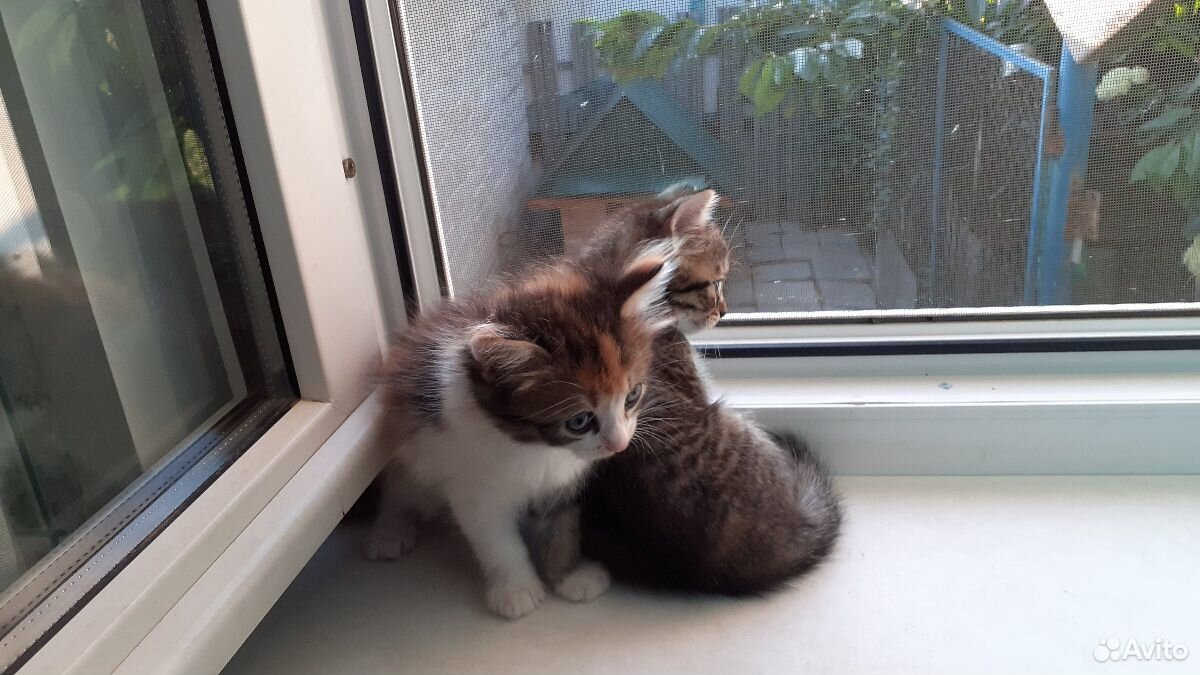 Красивые котята ищут дом