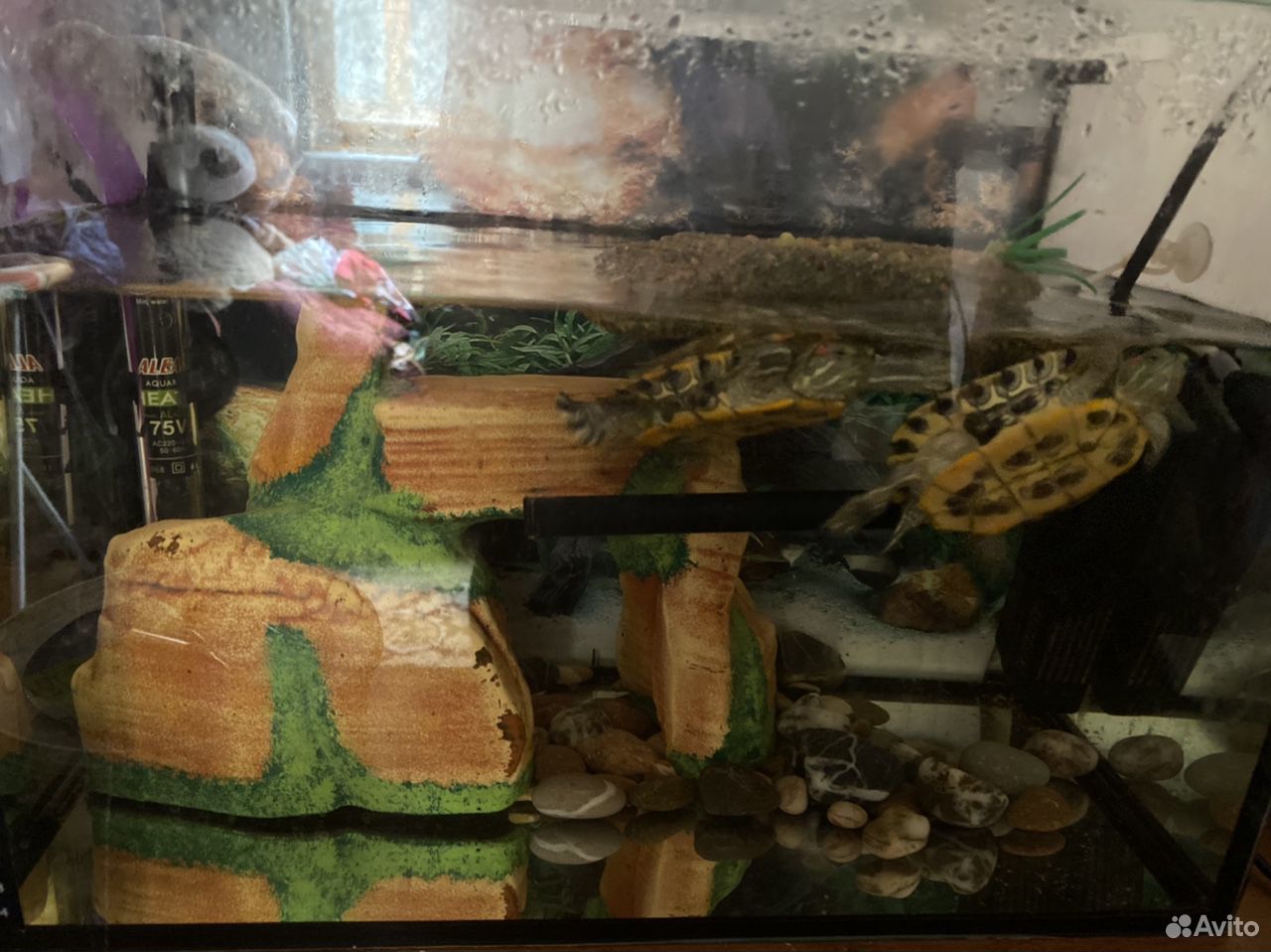 Продам аквариум с черепахами