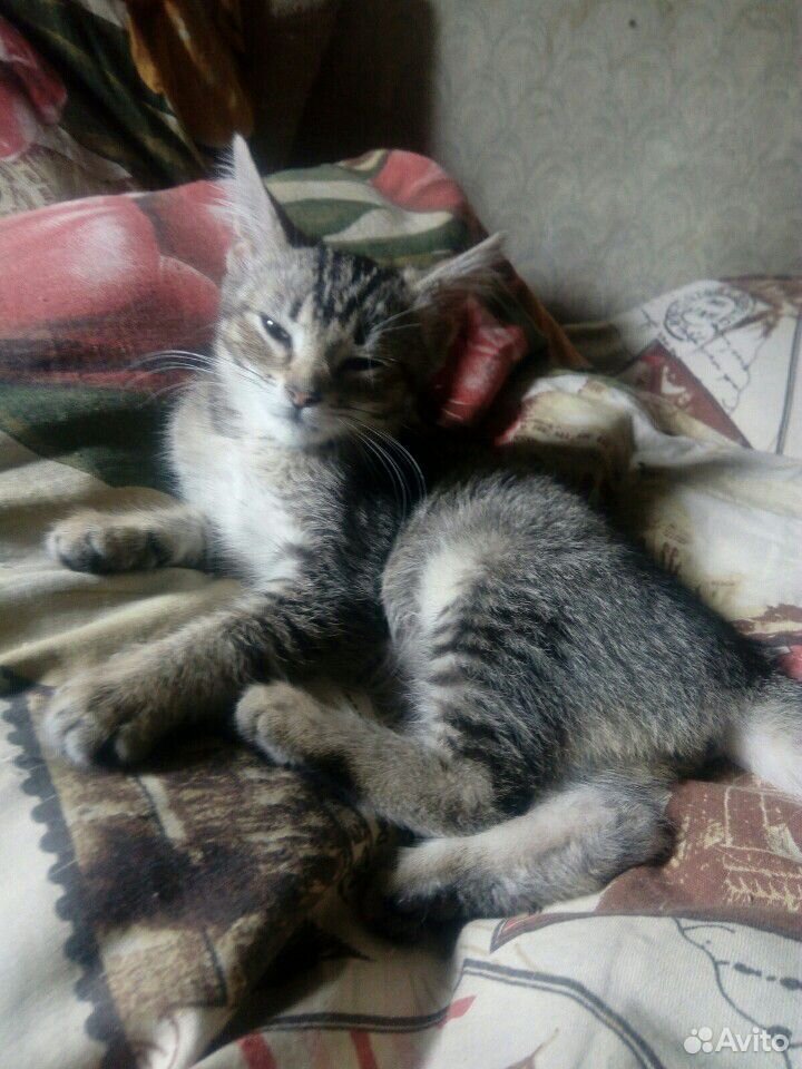 Кошка
