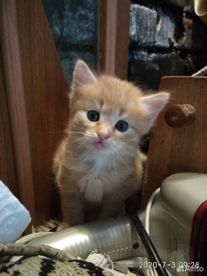Котик рыжик 1 месяц