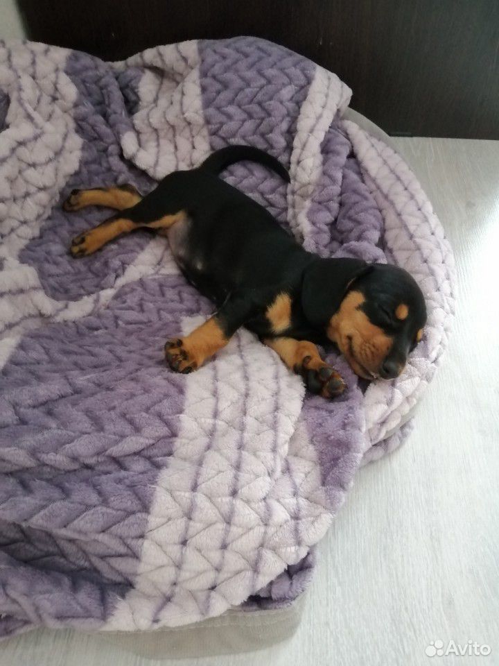 Щенок таксы