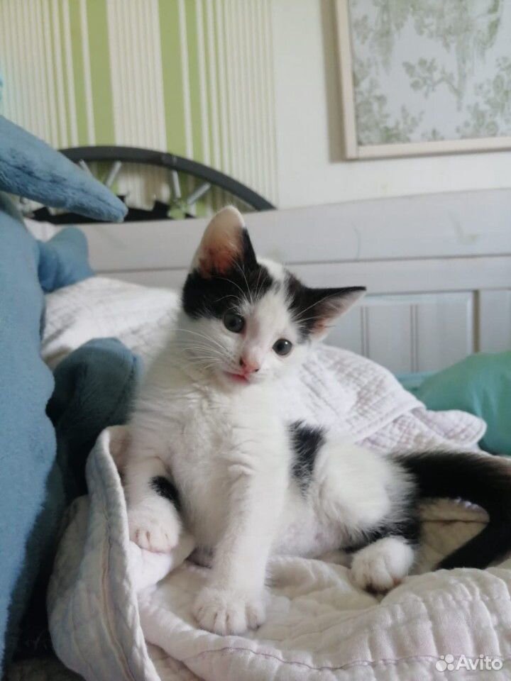 Котёнок с сердечком