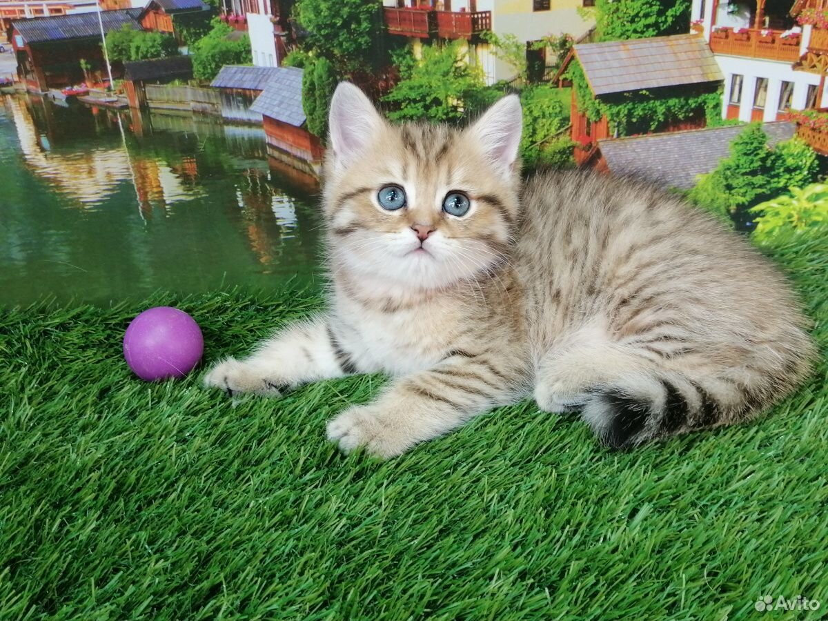 Британский кот