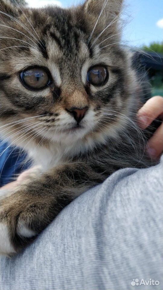 Котенок тигровый девочка в дар 3 мес