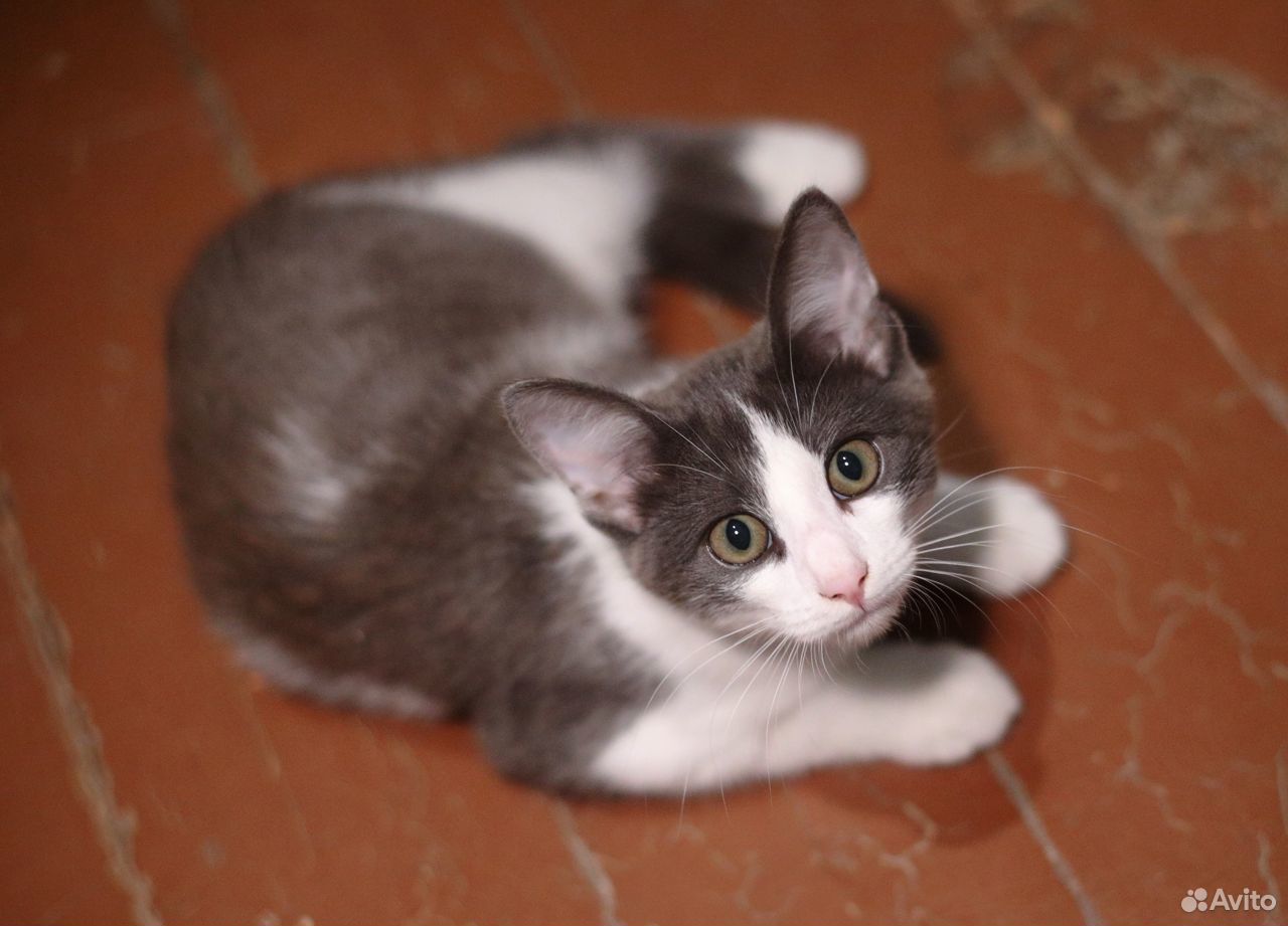 Котенок ласковый и липучий :)