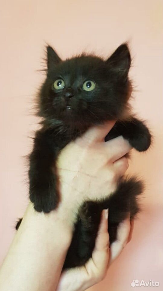 Котенок -мальчик 1.5 мес