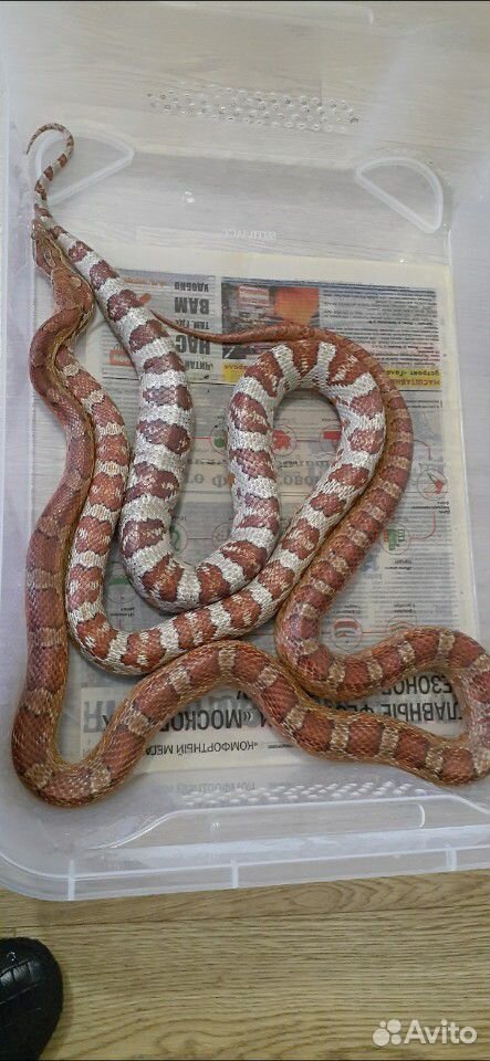 Маисовый полоз