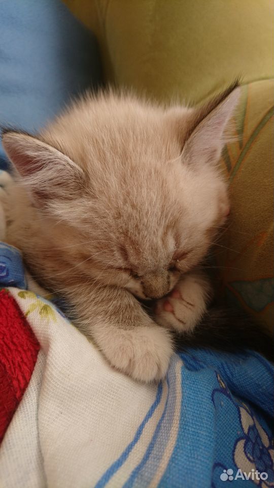 Котик в дар