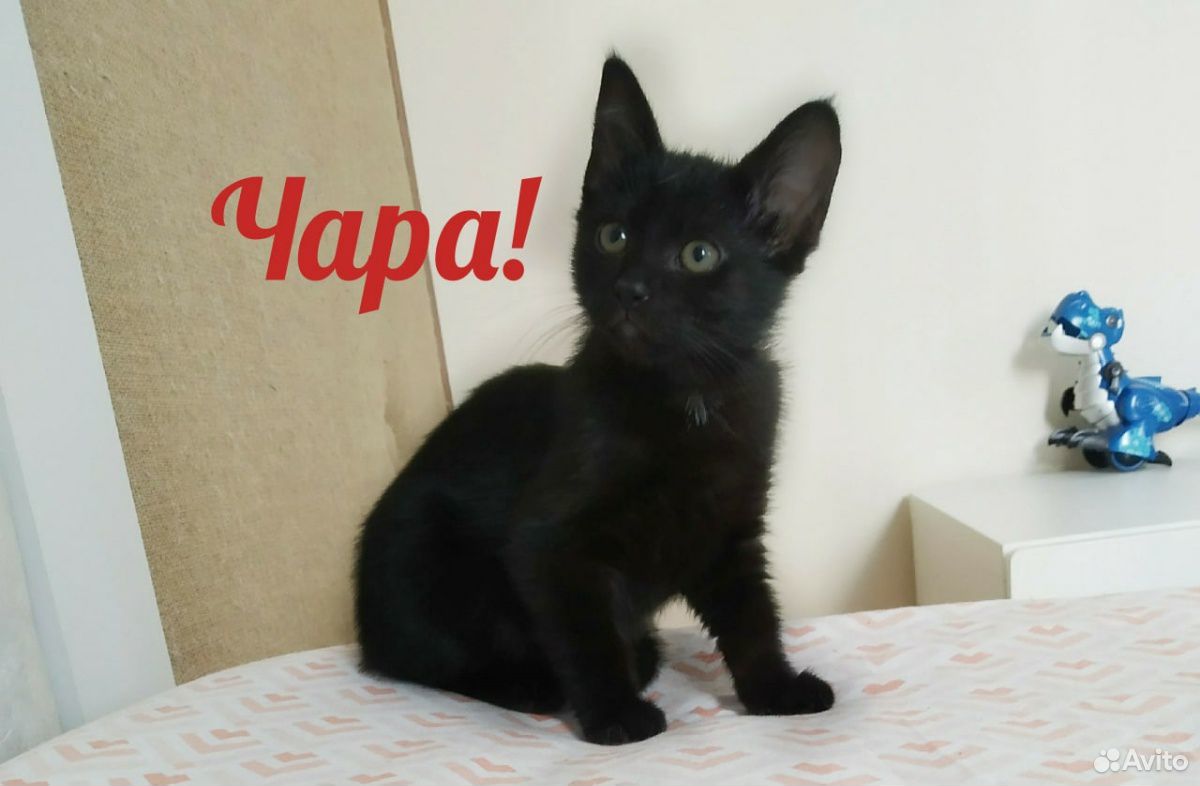 Котёнок Чара